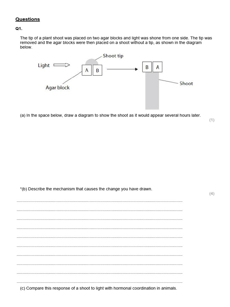 Light_detection_in_plants_Questions | PDF | Flowers | Plants