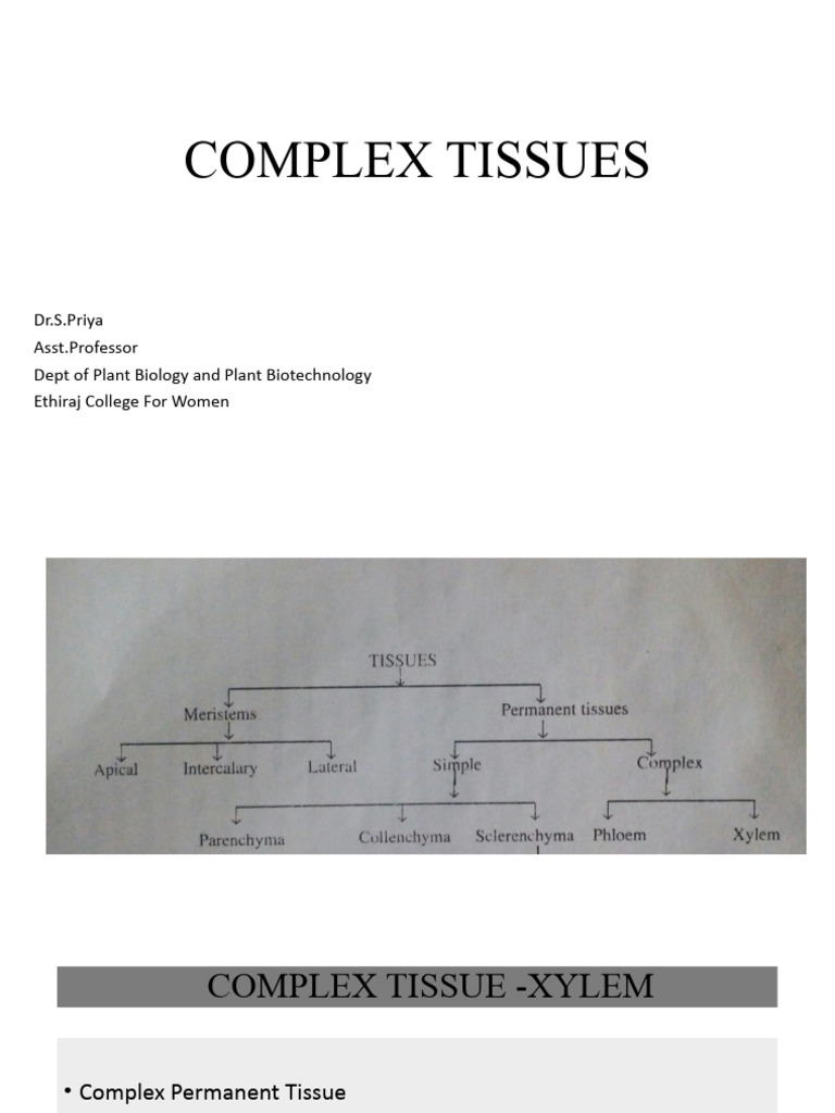 Complex Tissues | PDF | Tissue (Biology) | Eukaryotes