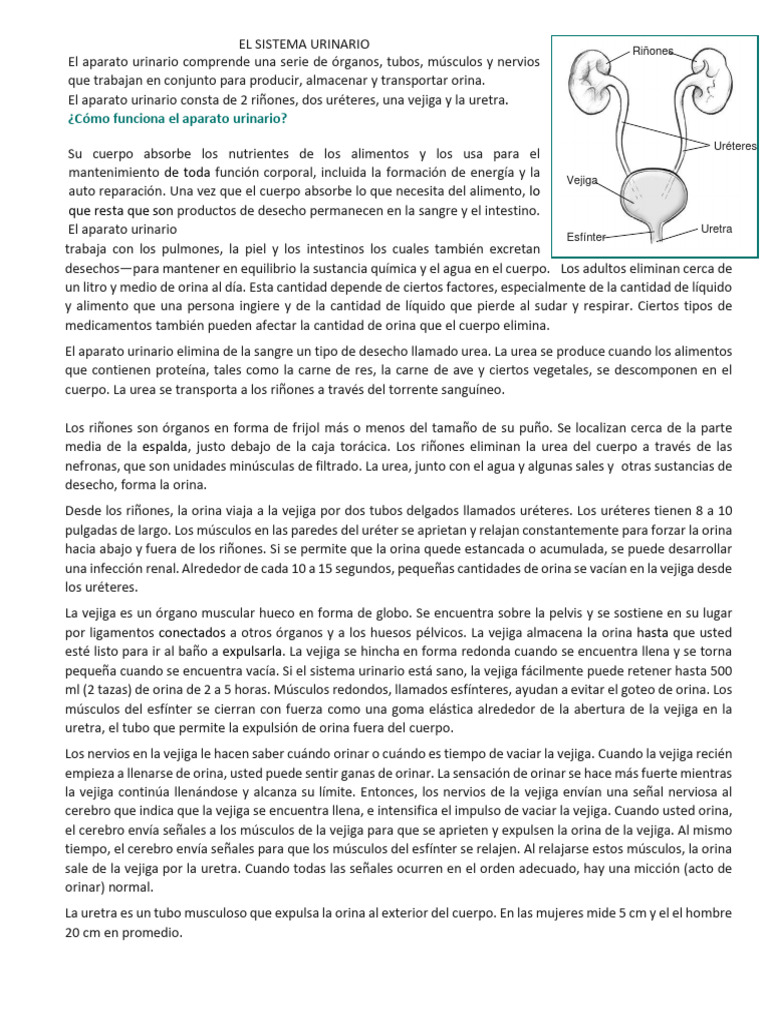sistema urinario | PDF | Sistema urinario | Riñón