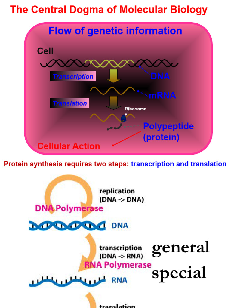 Bio 103 L 6 Central Dogma | PDF
