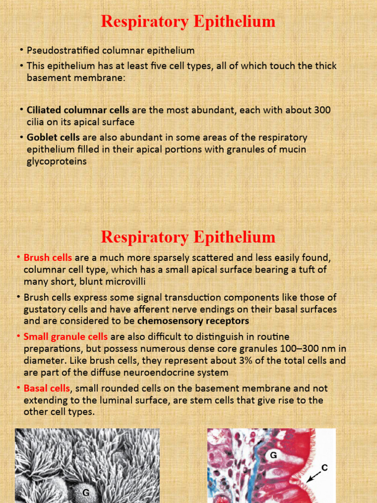Respiratoy System Histology | PDF | Lung | Epithelium
