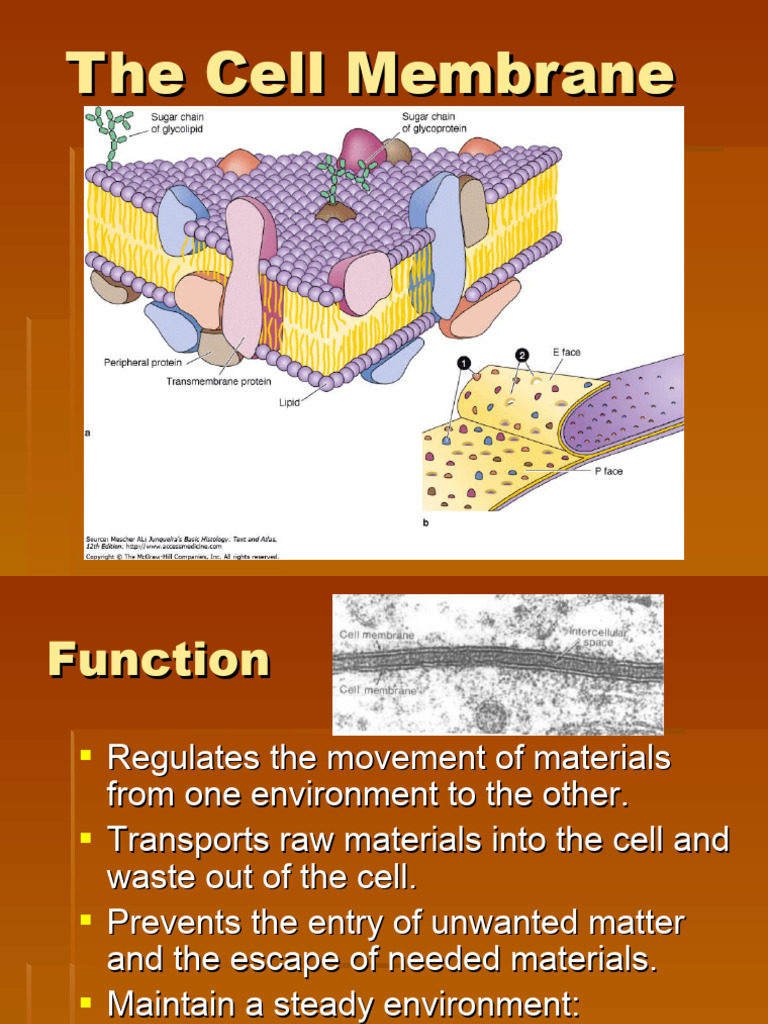 The Cell Membrane | PDF | Cell Membrane | Lipid Bilayer