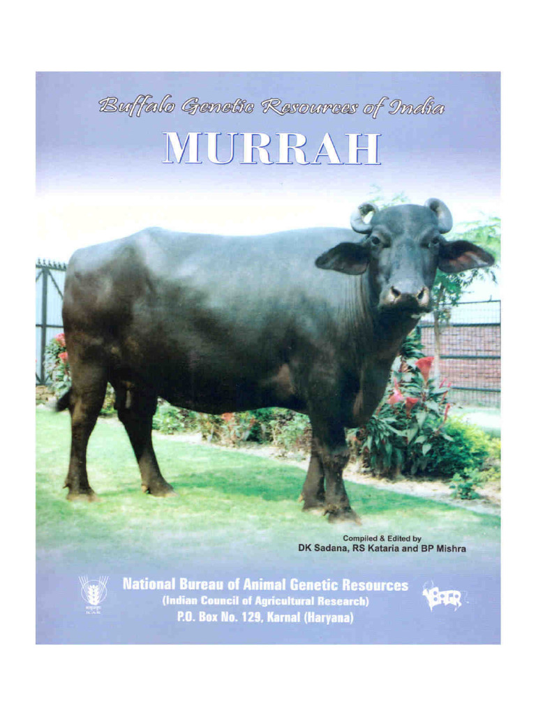 Murrah Buffalo | PDF