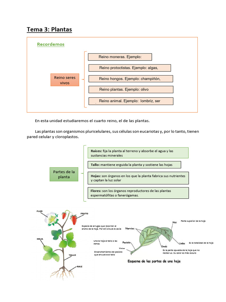 Reproducción y partes de las plantas | PDF | Plantas | Hoja