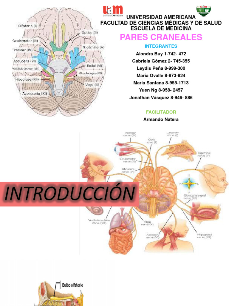 Charla Pares Craneales Para Estudiar | PDF | Neurociencia | Anatomía