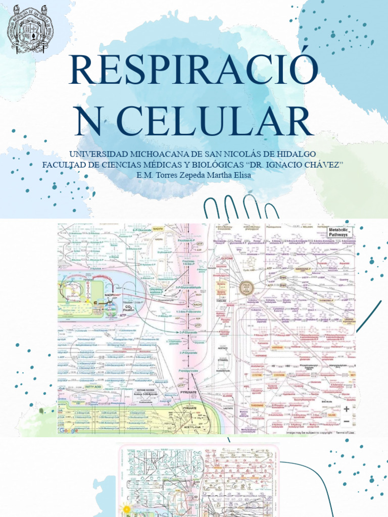 RESPIRACIÓN CELULAR | PDF | Trifosfato de adenosina | Dieta y nutrición
