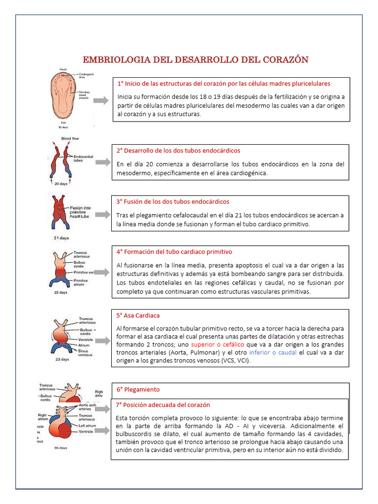 Embriologia Del Desarrollo Del Corazón | PDF | Corazón | Anatomía
