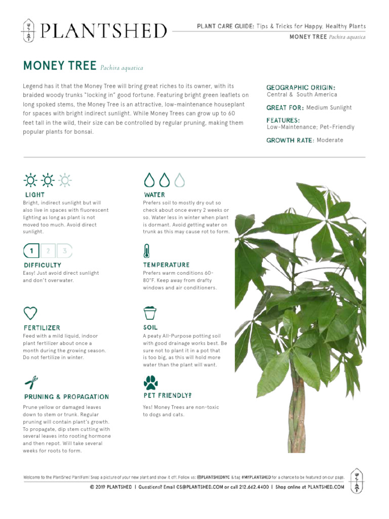 PS20072 Money Tree Care Guide | PDF