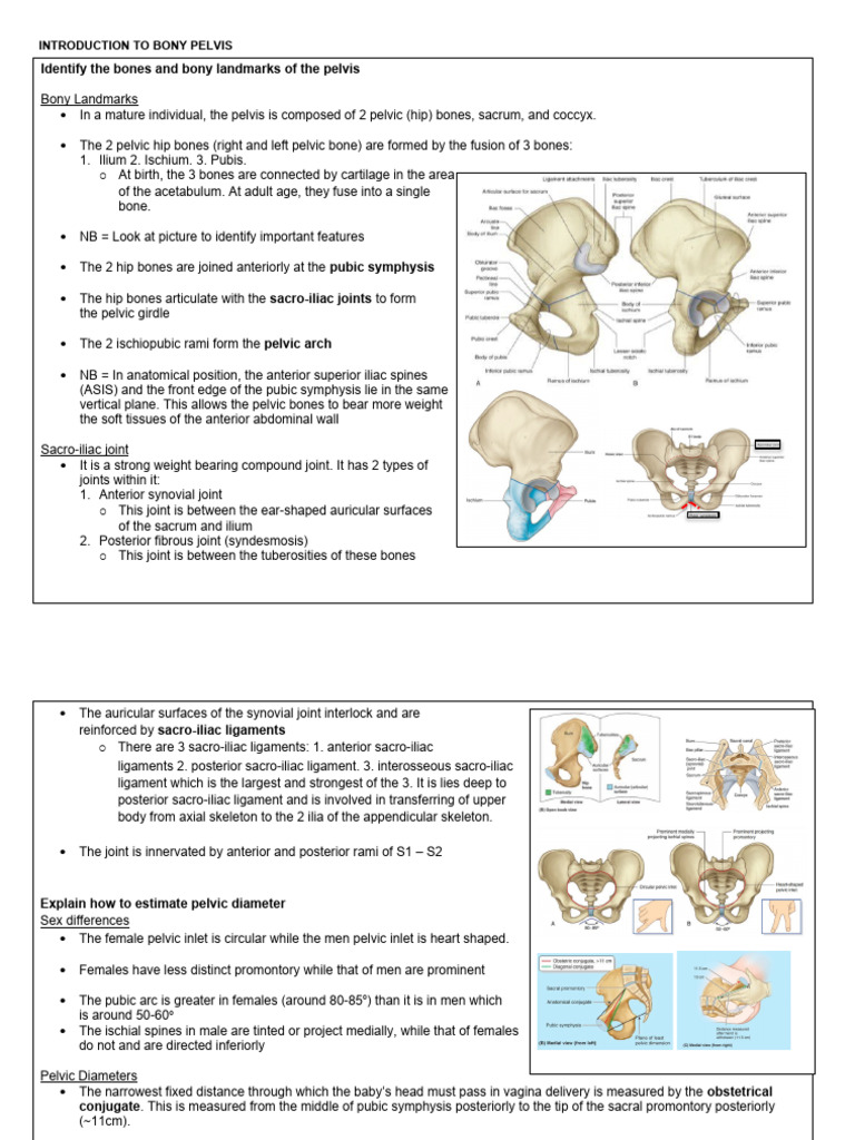 GRDA Intro Bony Pelvis | PDF | Pelvis | Musculoskeletal System