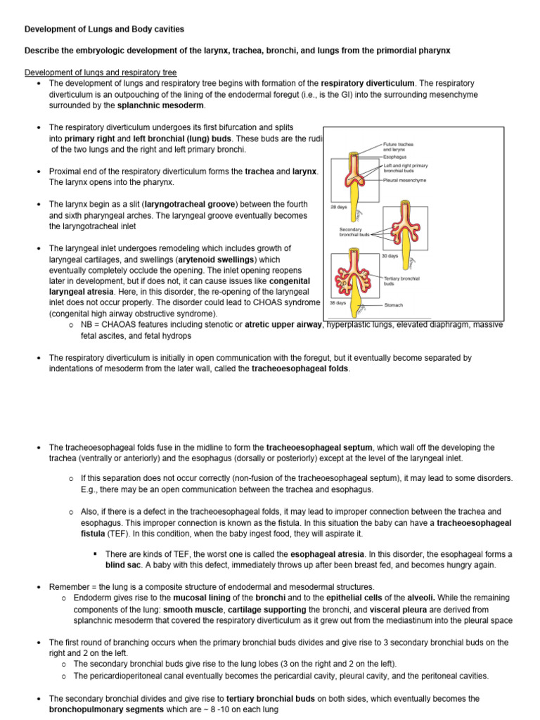 Embryo Development Lungs+Body Cavity | PDF | Lung | Respiratory Tract