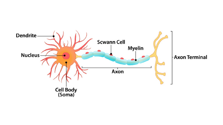 AXON | PDF