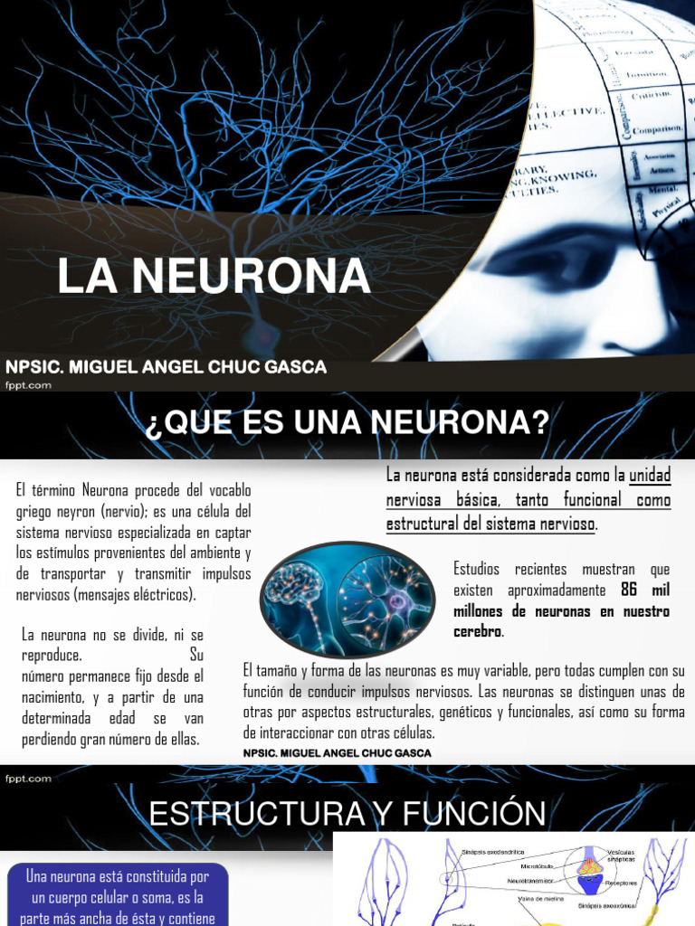 Tema 2. La Neurona | PDF | Neurona | Axon