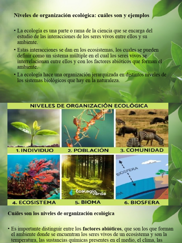 Niveles de Organización Ecológica | PDF | Ecosistema | Ecología