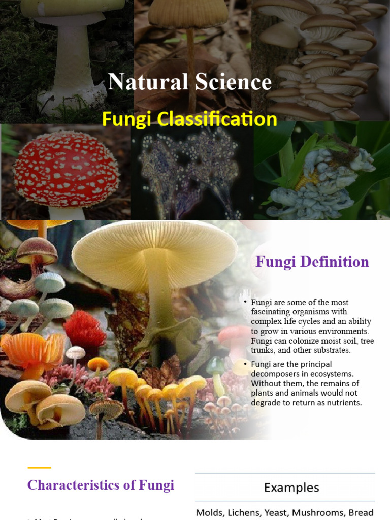 Fungi Classification and Characteristics | PDF | Fungus | Biology