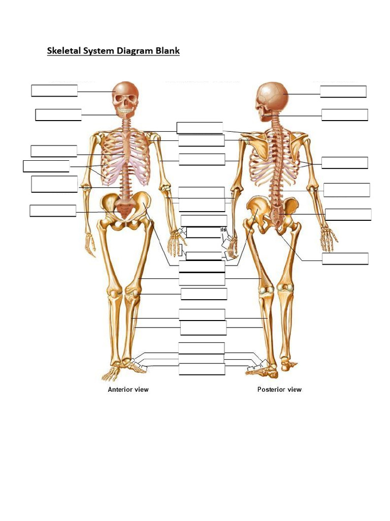 Skeletal System Diagram Blank | PDF
