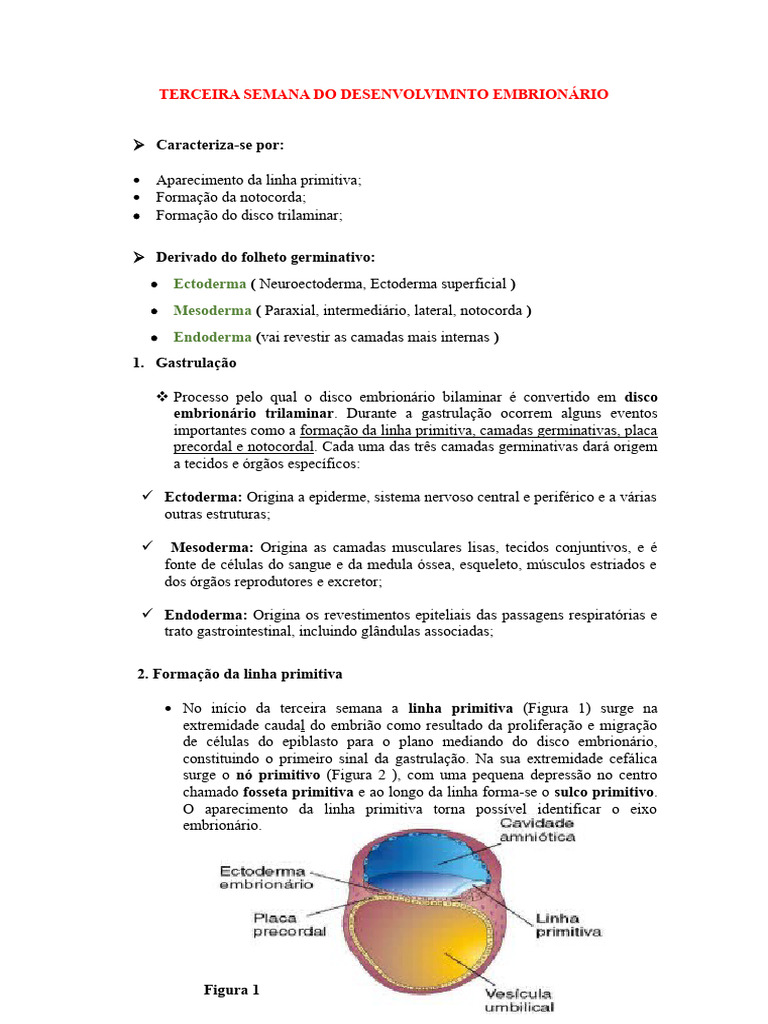 Terceira Semana Do Desenvolvimnto Embrionário | PDF | Endotélio ...