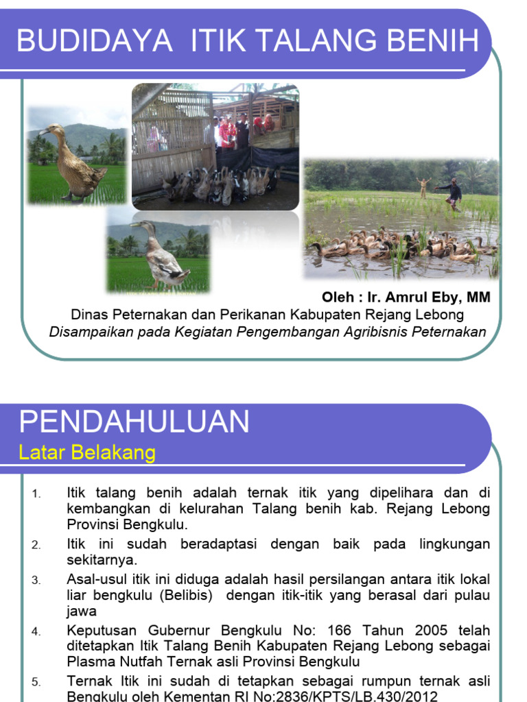 Budidaya Itik TLB Petelur | PDF