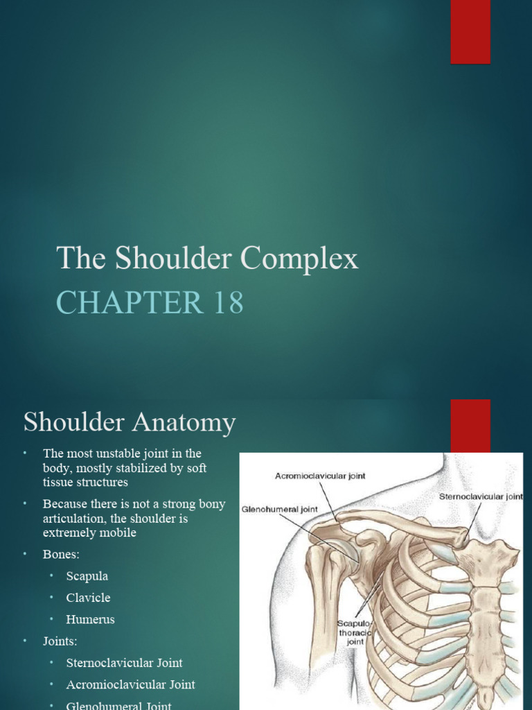 Shoulder_Injuries | PDF | Anatomical Terms Of Motion | Musculoskeletal ...