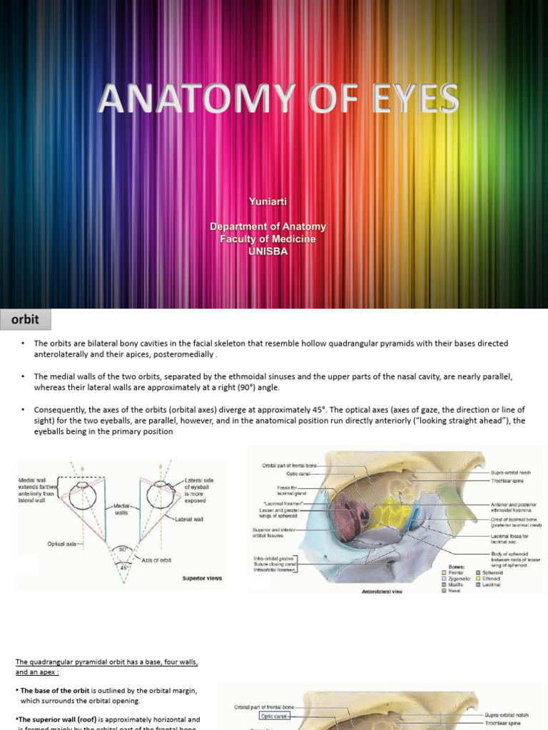 Anatomy of Eyes-Biopsy | PDF | Visual Cortex | Visual System