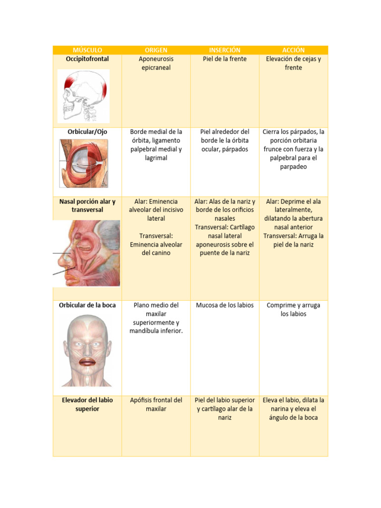 Actividad Musculos | PDF | Anatomía | Anatomía humana Actividad Musculos | PDF | Anatomía | Anatomía humana