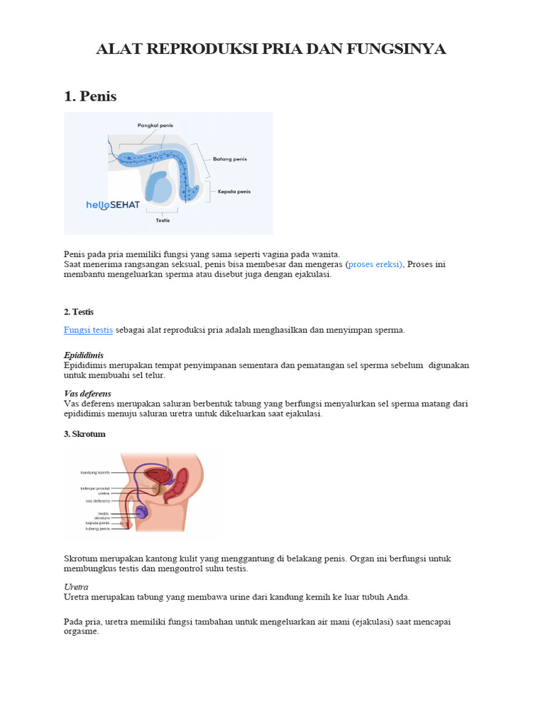 Alat Reproduksi Pria Dan Fungsinya | PDF