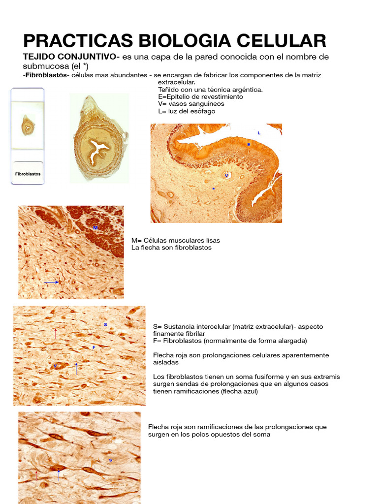 Prácticas Biología Celular | PDF | Tejido conectivo | Leucocito