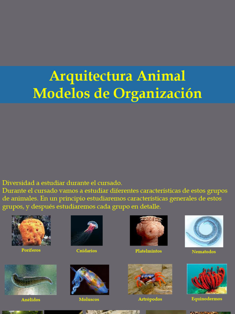 Arquitectura Animal Modelos de Organización | PDF | Embrión | Reproducción