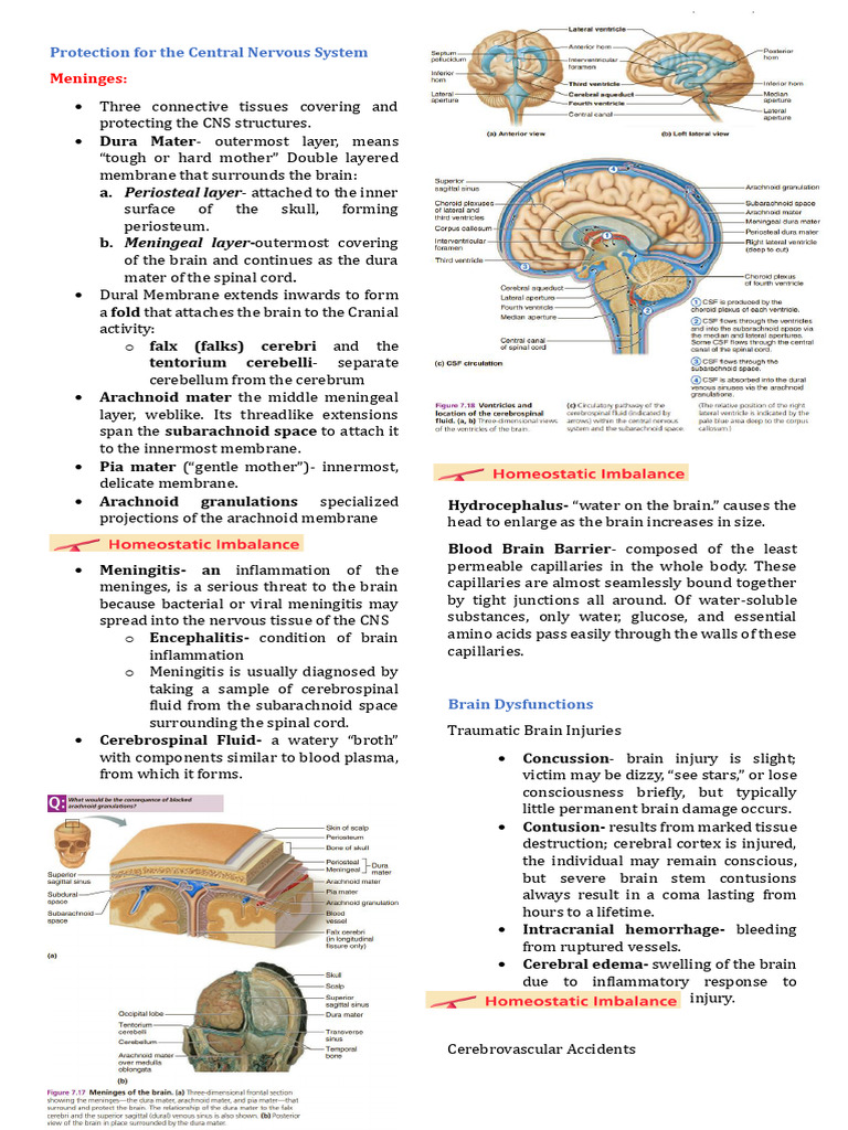 Nervous System-Summary (Part 2) | PDF | Autonomic Nervous System ...