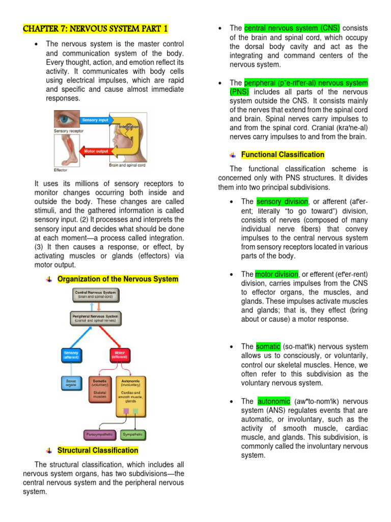 Nervous System - Summary (Part 1) | PDF | Neuron | Axon