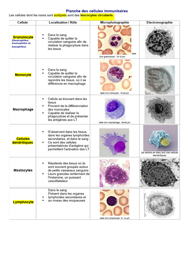 Types et tailles des cellules immunitaires | PDF | Globule blanc ...