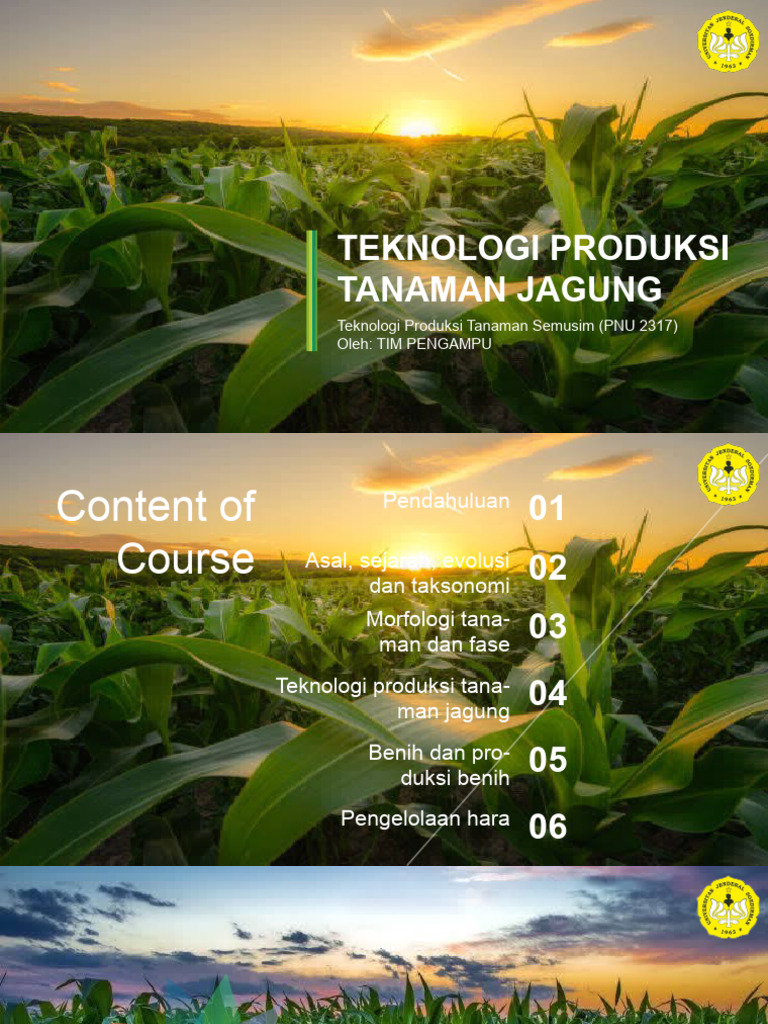 Morfologi Dan Fase Jagung | PDF