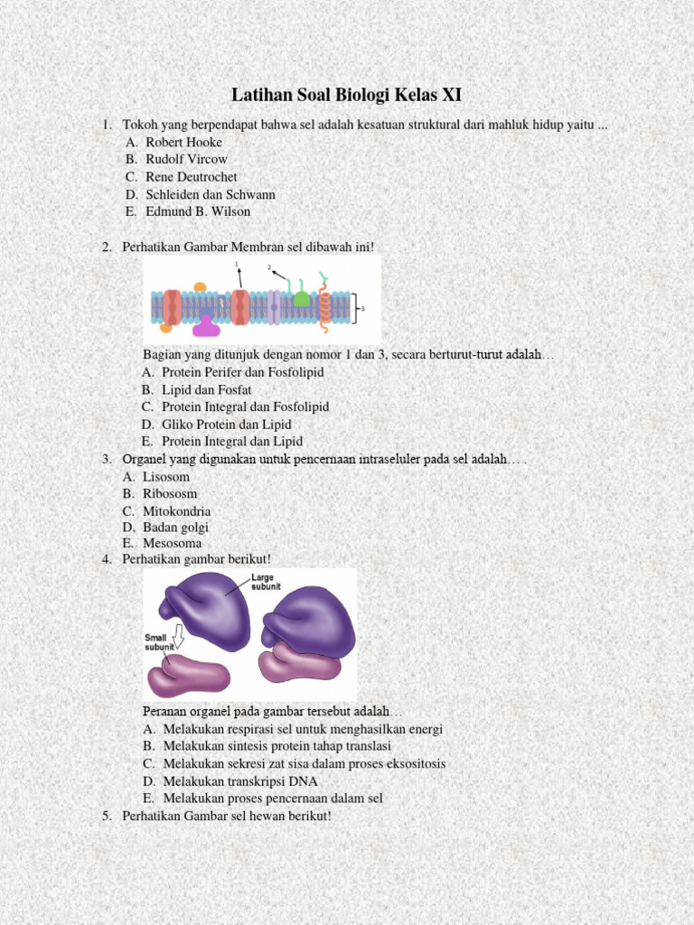 Latihan Soal Biologi Kelas XI 23 | PDF | Sains & Matematika | Kesehatan Holistik