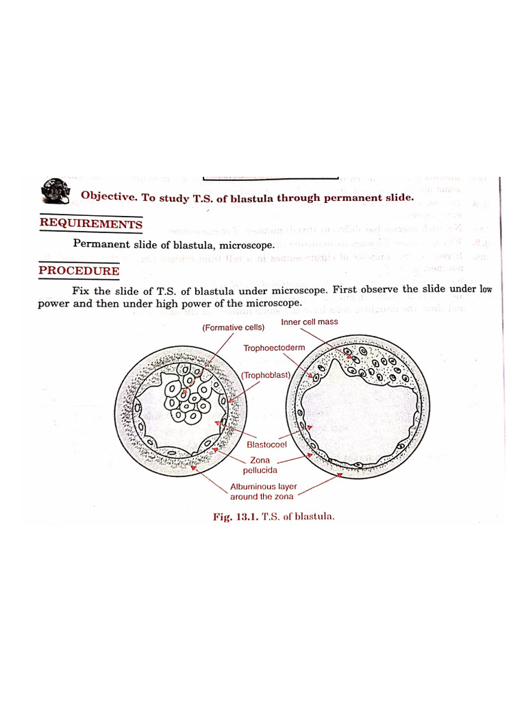 Class 12 Biology Experiment TS of blastula | PDF