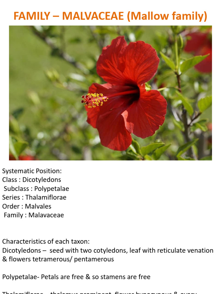 FAMILY - MALVACEAE (Mallow Family) | PDF | Leaf | Horticulture