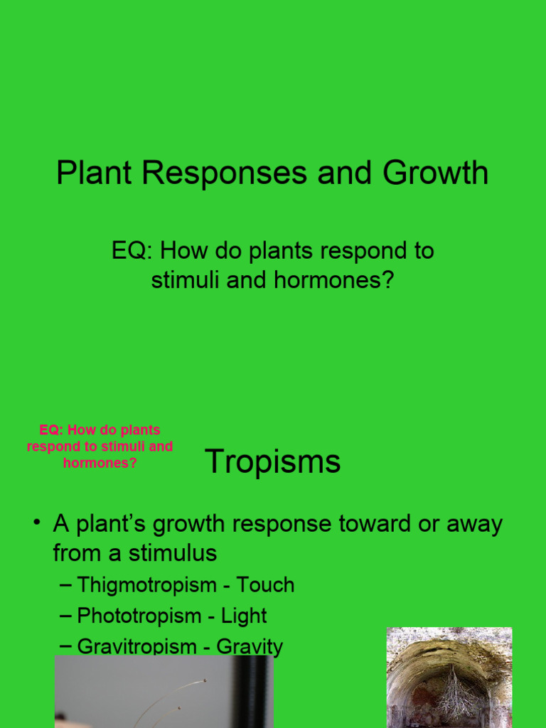 Plant Responses to Stimuli and Tropisms | PDF