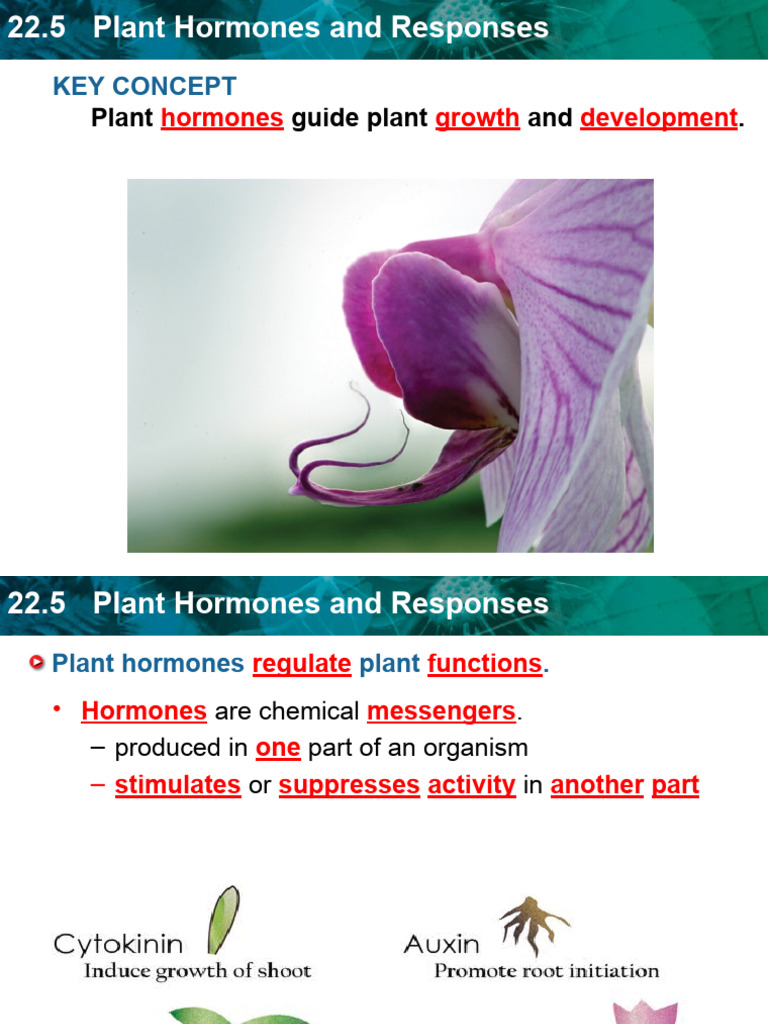 Plant Hormones and Growth Responses | PDF | Auxin | Plant Hormone