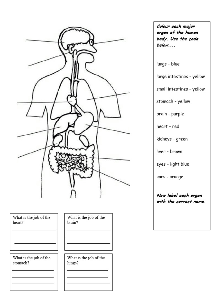 Organs Colouring Worksheet | PDF