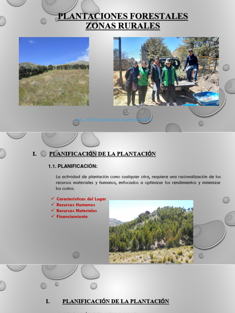 Plantaciones Forestales Zona Rural | PDF | Suelo | Arboles