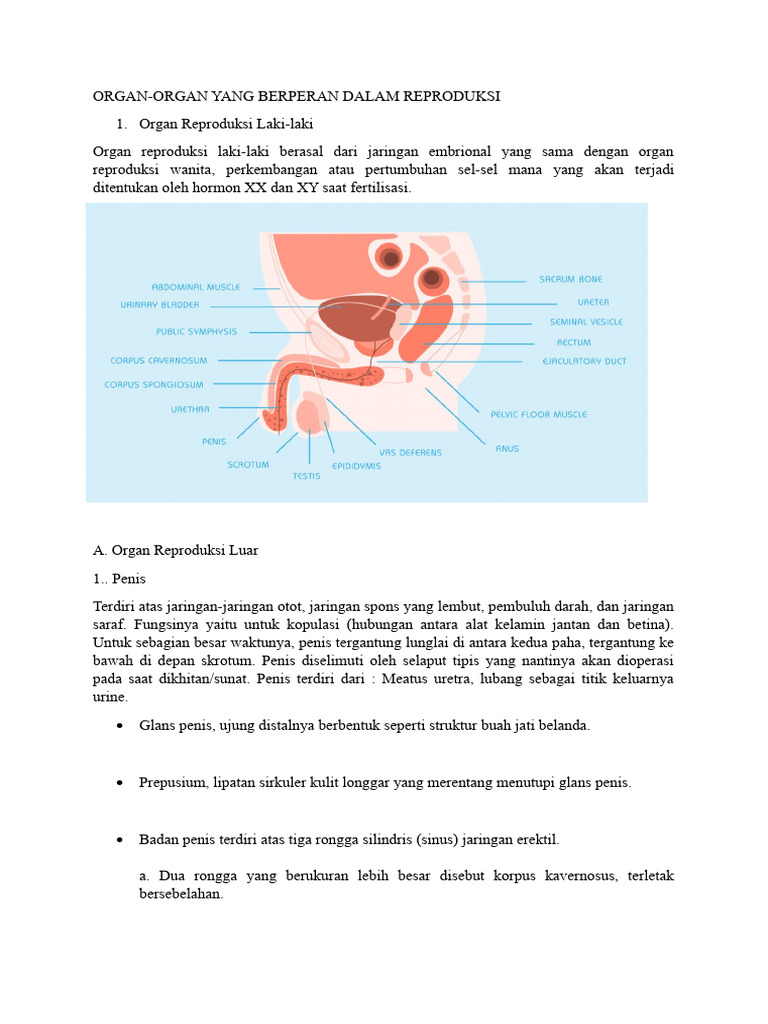 Macam Dan Struktur Reproduksi Pria | PDF