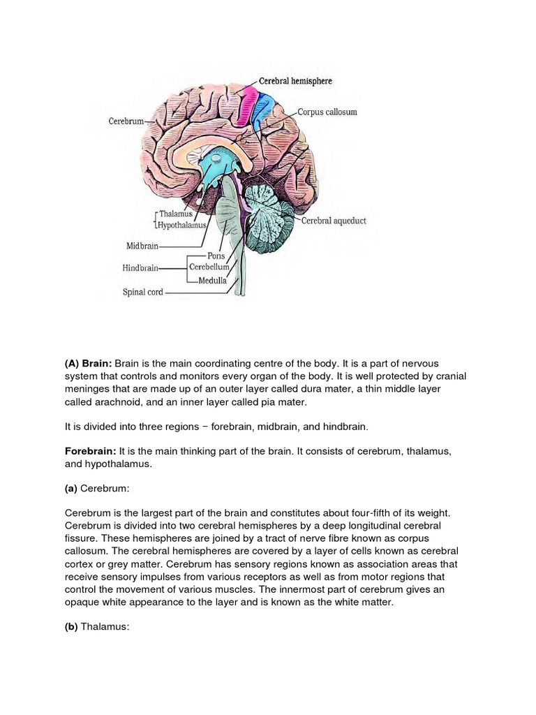 Ncert Solution of Neural Coordination and Control Class 11 | PDF ...