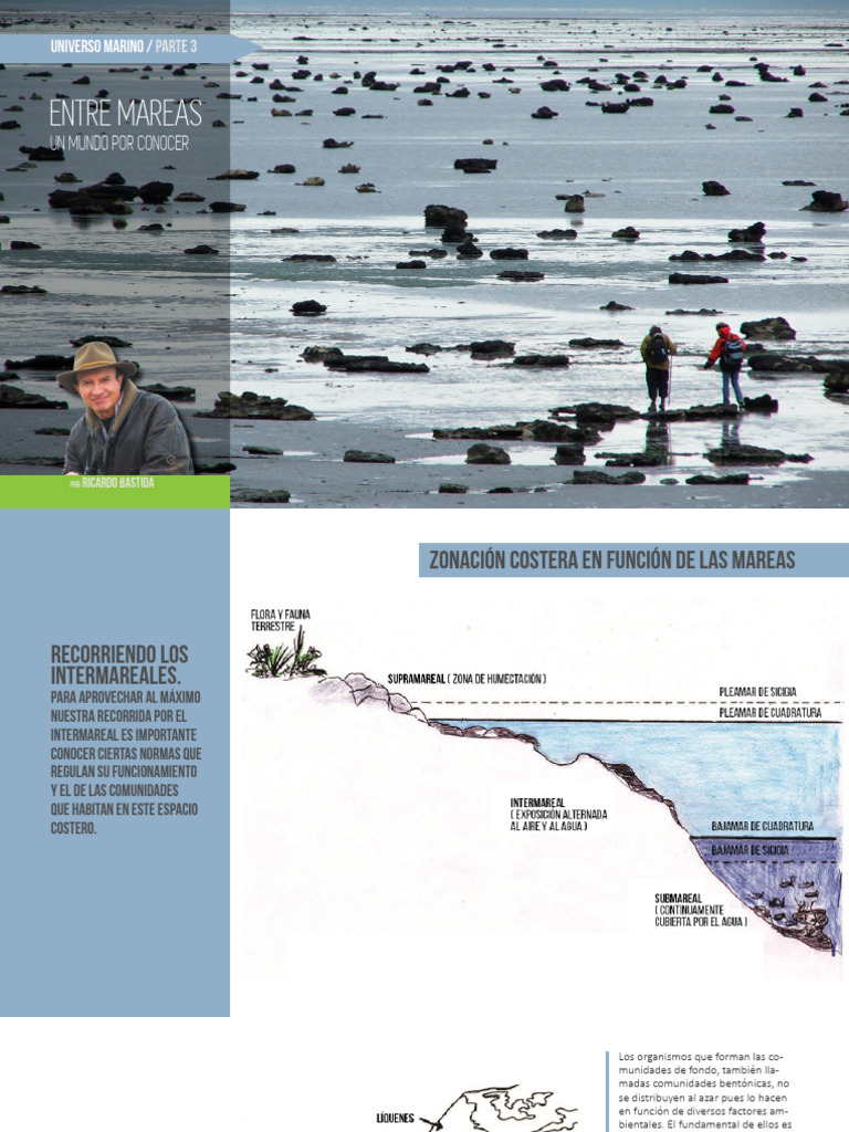 Biomas5 Entre Mareas | PDF | Algas | Eucariotas