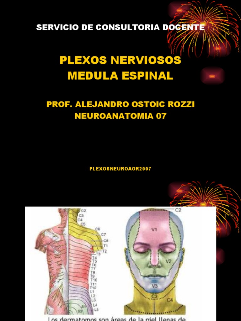 Plexos Nerviosos y Medula | PDF | Médula espinal | Nervio