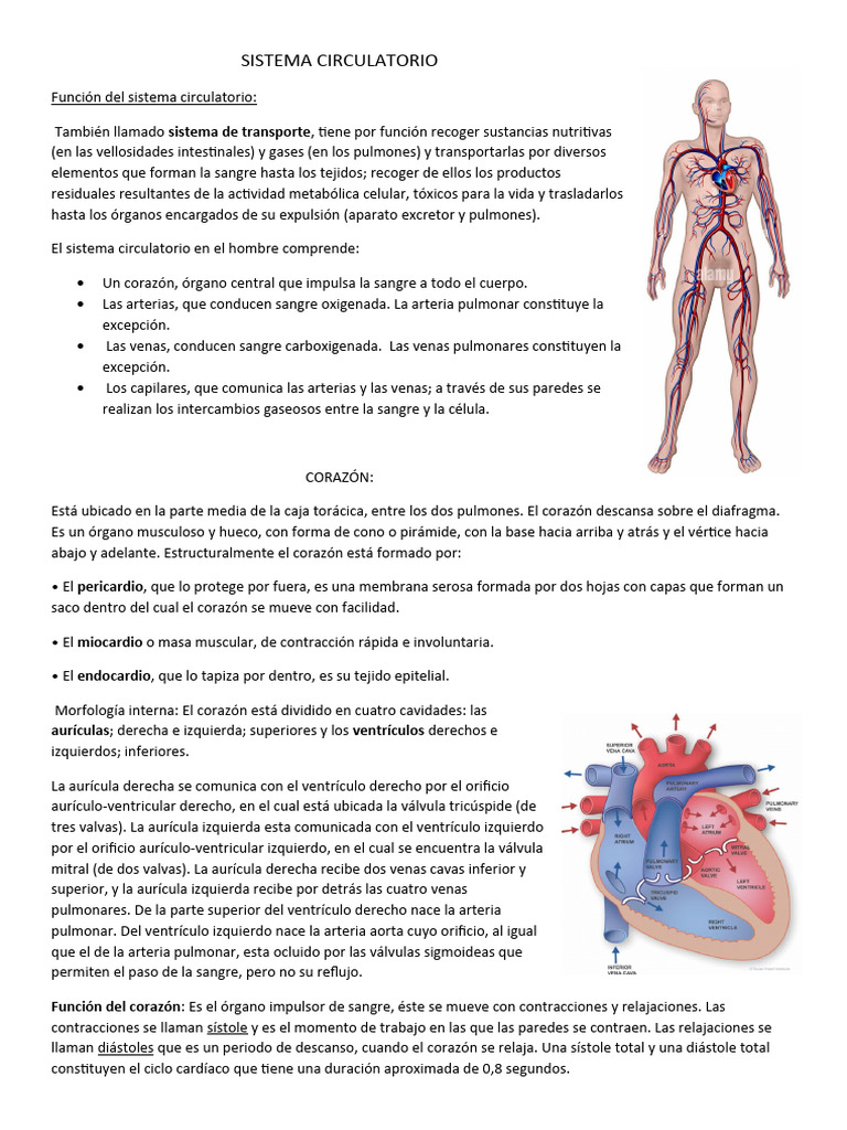 Sistema Circulatorio | PDF | Sistema circulatorio | Corazón