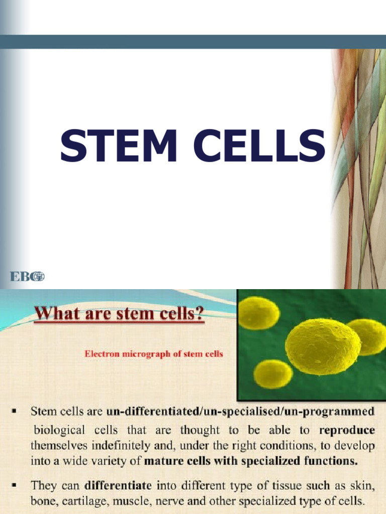 Stem Cell | PDF | Hematopoietic Stem Cell Transplantation | Immunology