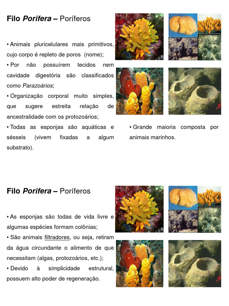 Filo Porifera Slide | PDF | Esponja | Organismos