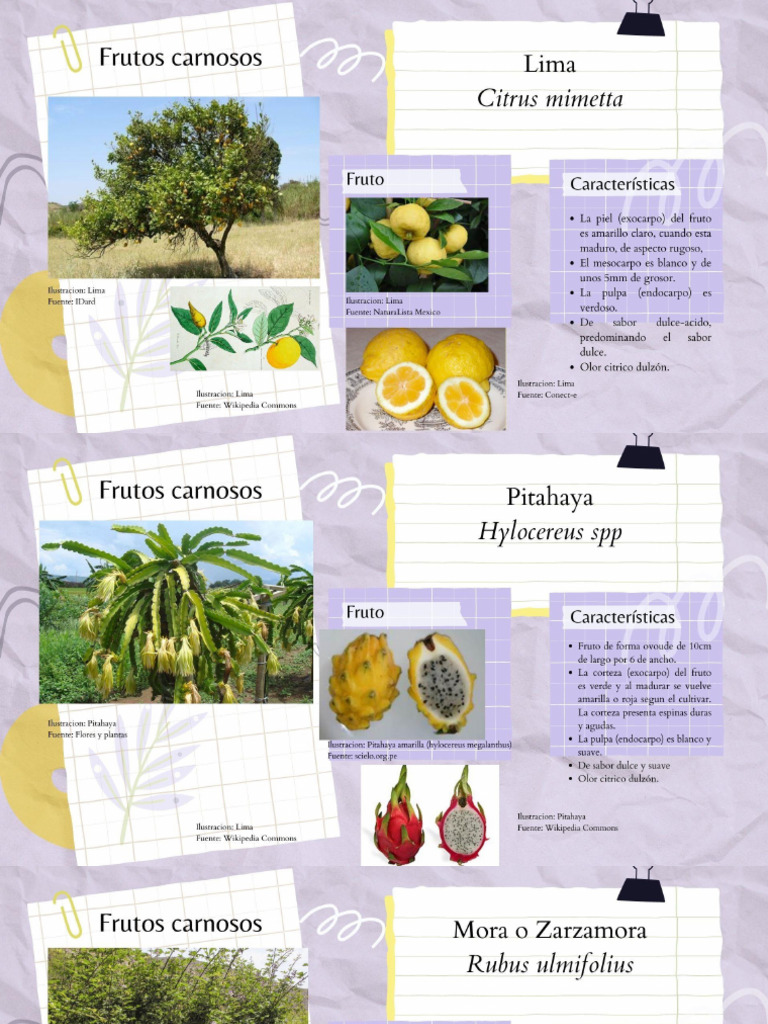 Frutos Secos y Frutos Carnosos | PDF