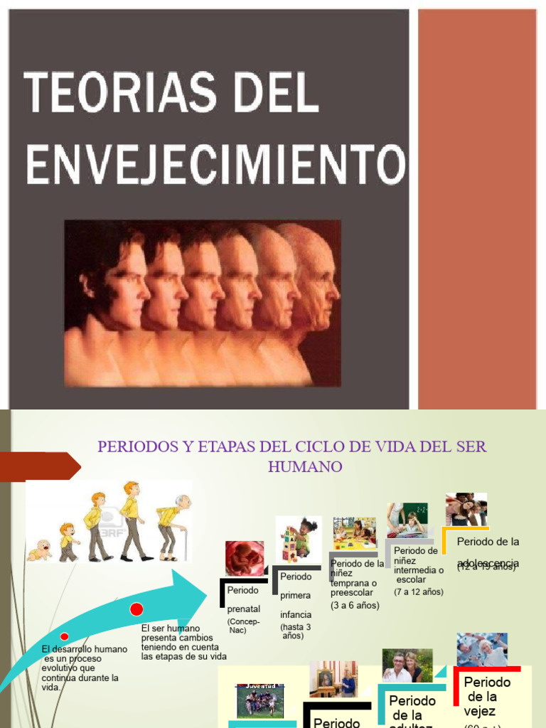 Clase 2 - Teorias Del Envejecimiento | PDF | Envejecimiento | Organismos