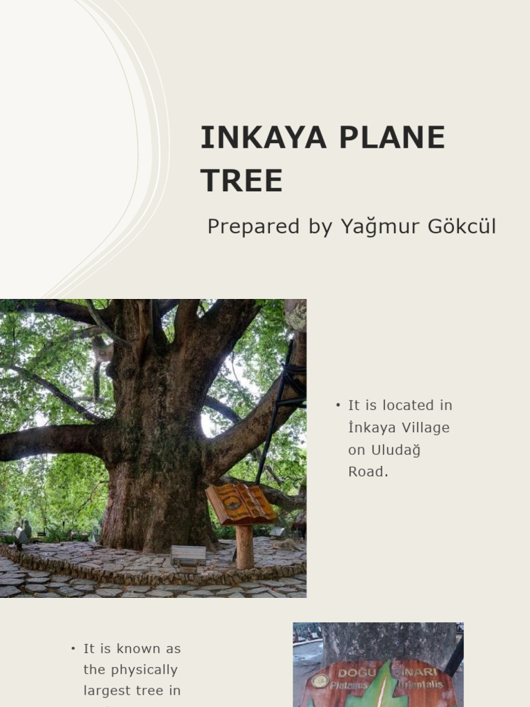 Inkaya Plane Tree Pre | PDF
