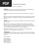 Anatomia de La Mosca Presentacion | PDF