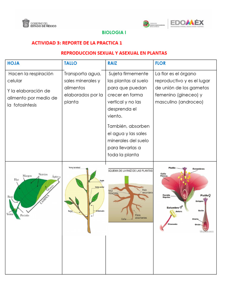 Actividad 3 Biologia Ii Estructura de Las Plantas | PDF | Flores | Plantas